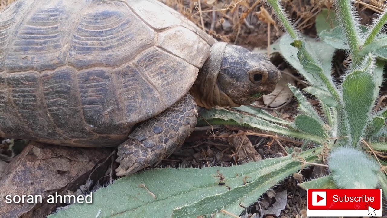 کیسەڵ لەکاتی شت خواردندا how tortoise eath food-how tortoise move ...
