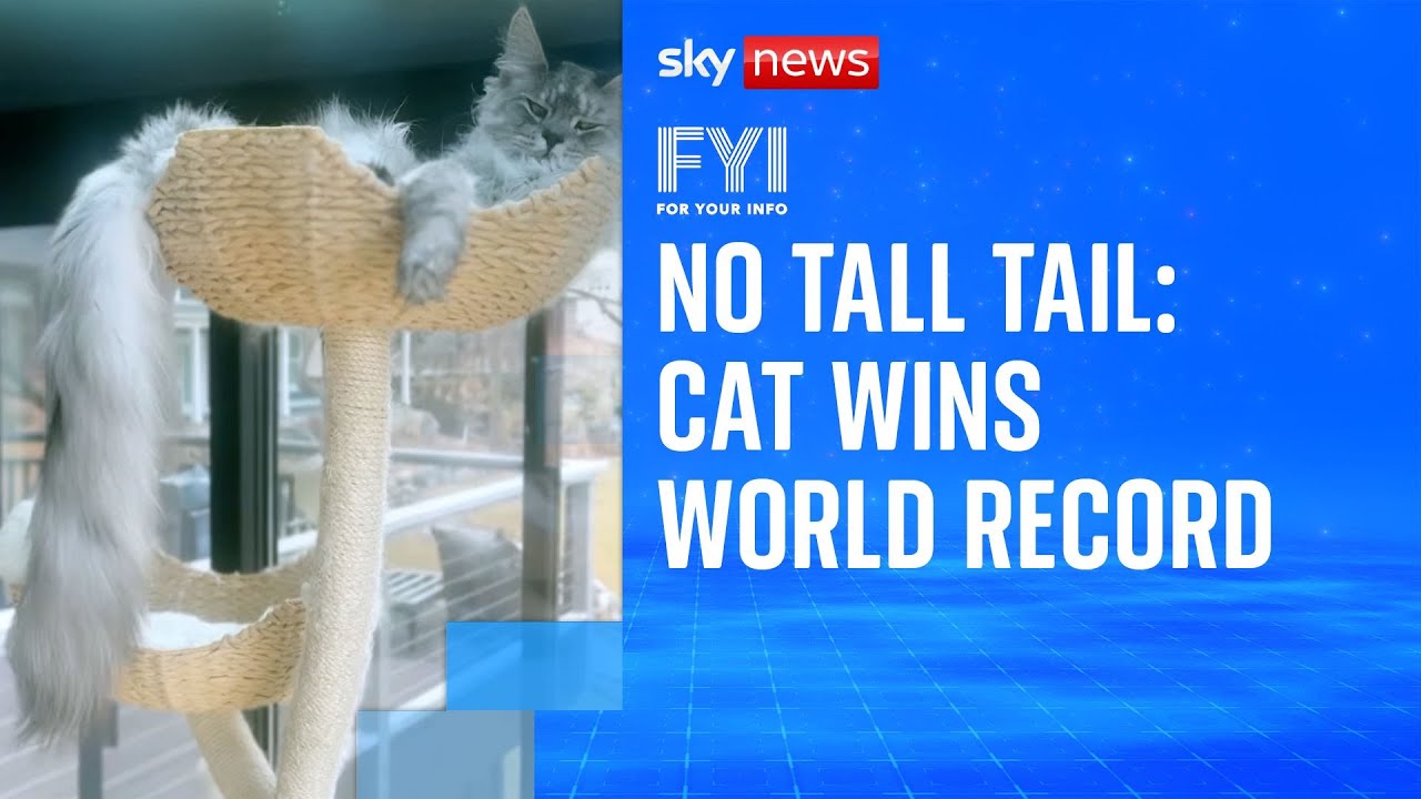 FYI: Cat wins world record - YouTube