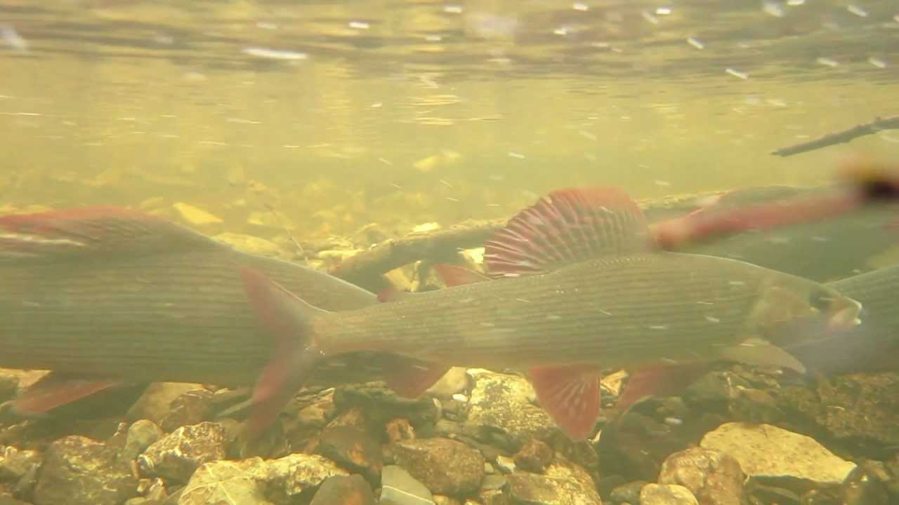 Grayling spawning in the stream - YouTube