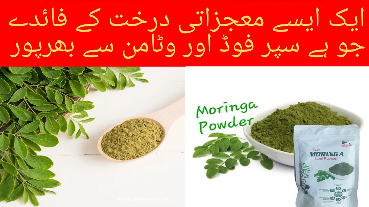 Sohanjana ke fayde|Moringa benefits|سوہانجنا کے فوائد ...