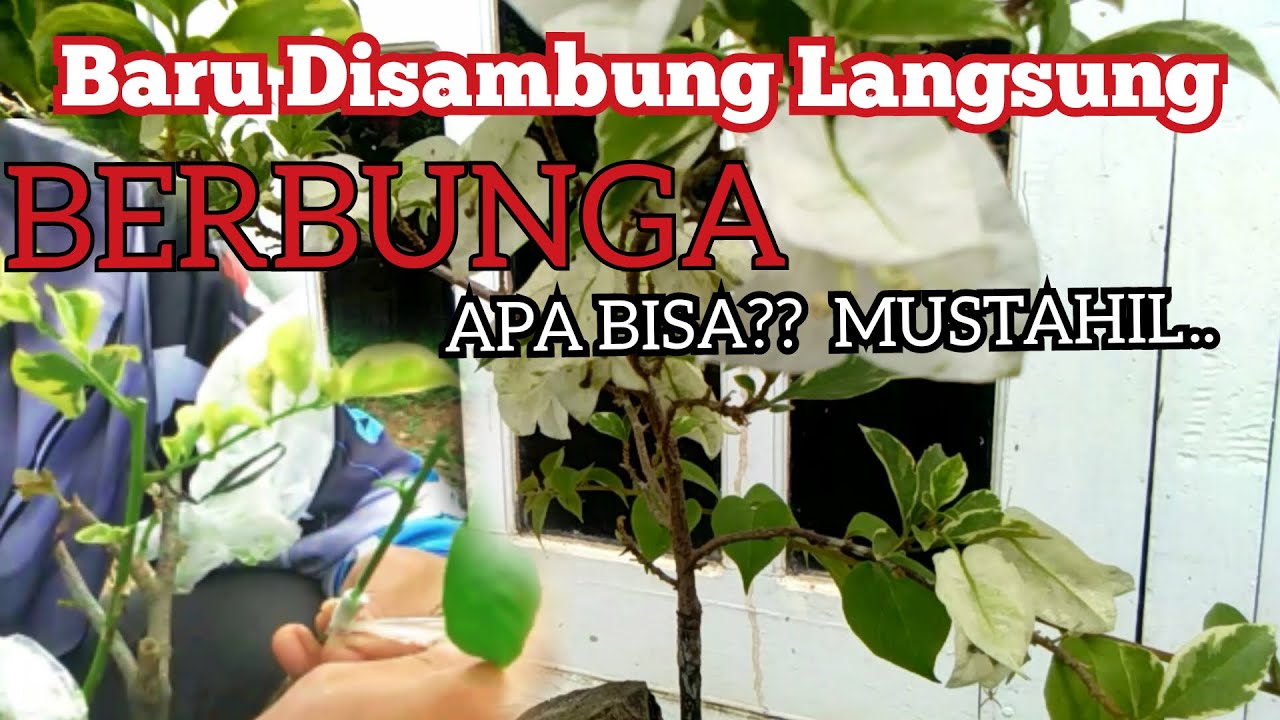 TERBONGKAR, Baru Disambung Langsung Berbunga, Begini Cara Sambung Pucuk ...