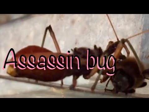 The Australian Assassin Bug, ‘Carnivorous Weevil’. - YouTube