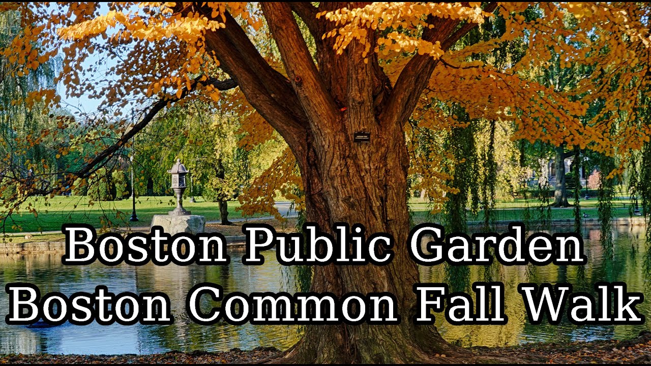 [4K] Autumn walk around the Boston Public Garden and Boston Common ...