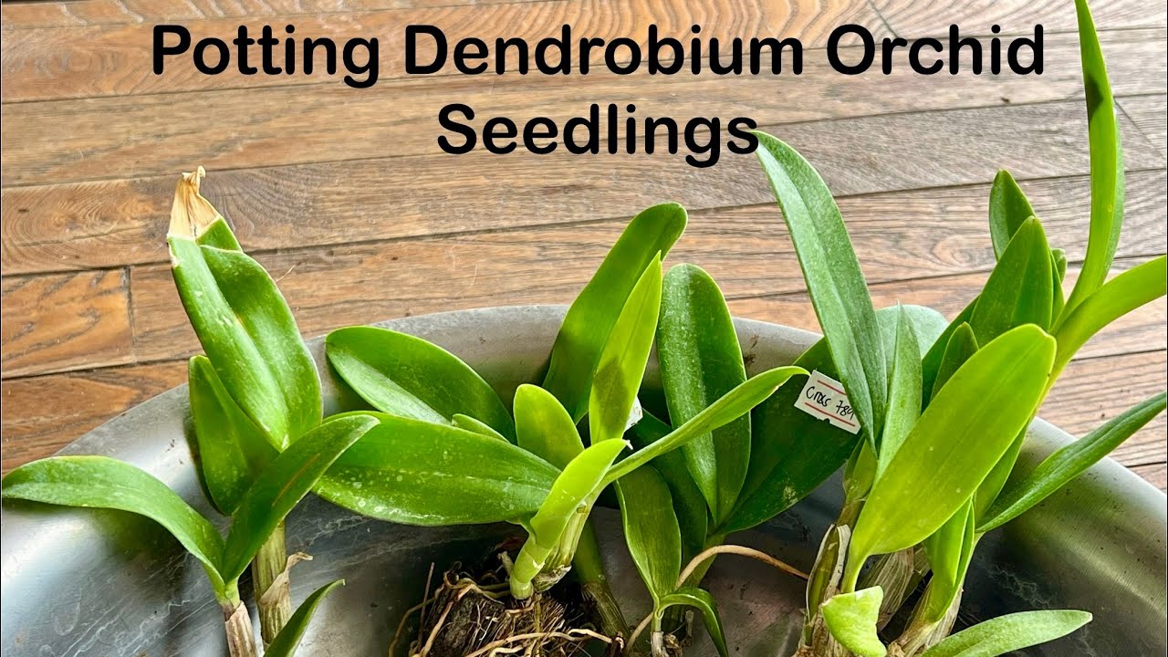 Potting Dendrobium Orchid Seedlings Quick and Easy for beginners - YouTube