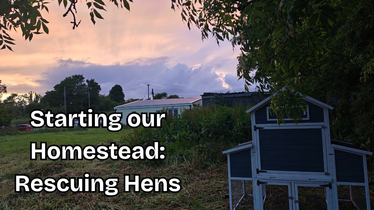 Rescuing Hens - Starting our Irish Homestead at last - Ep. 135 - YouTube