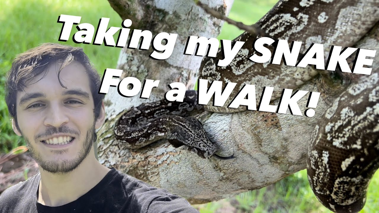 Taking my PET SNAKE for a WALK! Argentine boas are the best! - YouTube