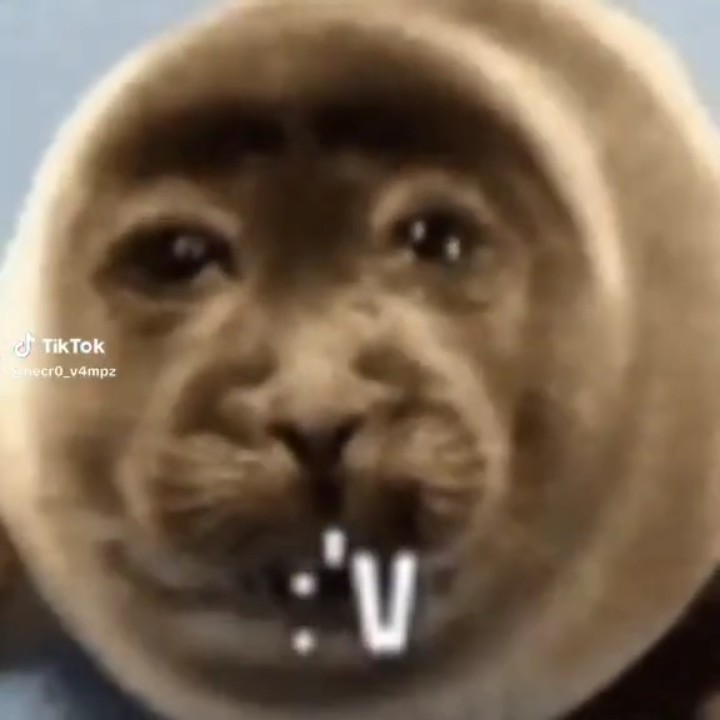 foca sad #memes #humor #parati #focas #seal #shorts #shitpost - YouTube