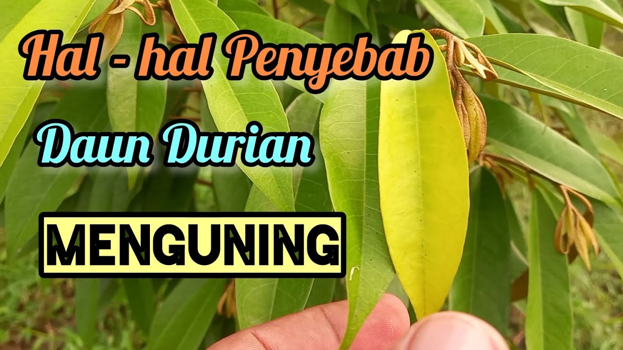 5 Hal yang bisa menyebabkan daun durian menguning - YouTube