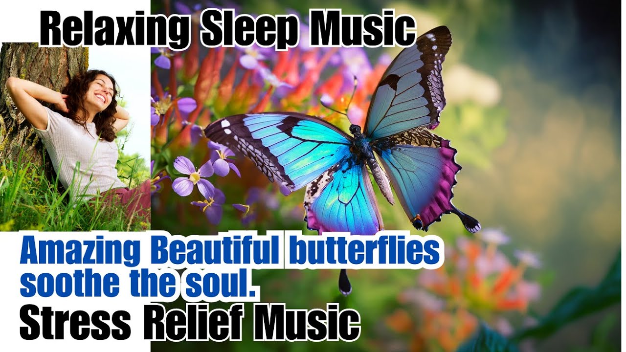 Relaxing Sleep Music | Stress Relief | Amazing Butterfly video - YouTube