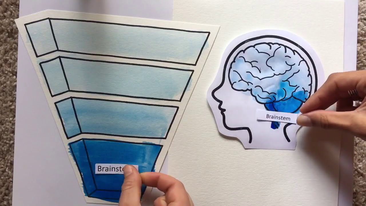 Neurosequential Model: Impact of Trauma - YouTube