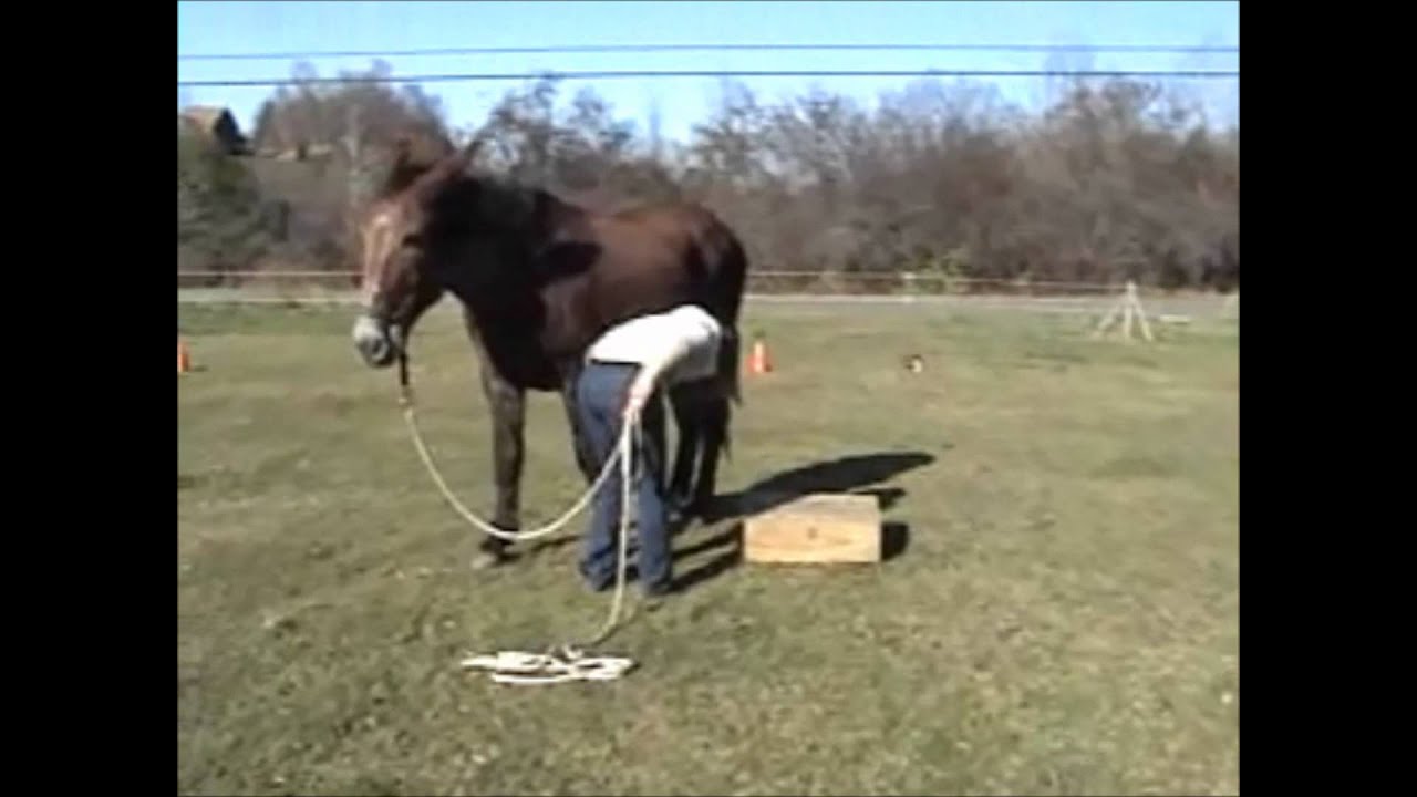 Curly Mule Ground work 2011 - YouTube
