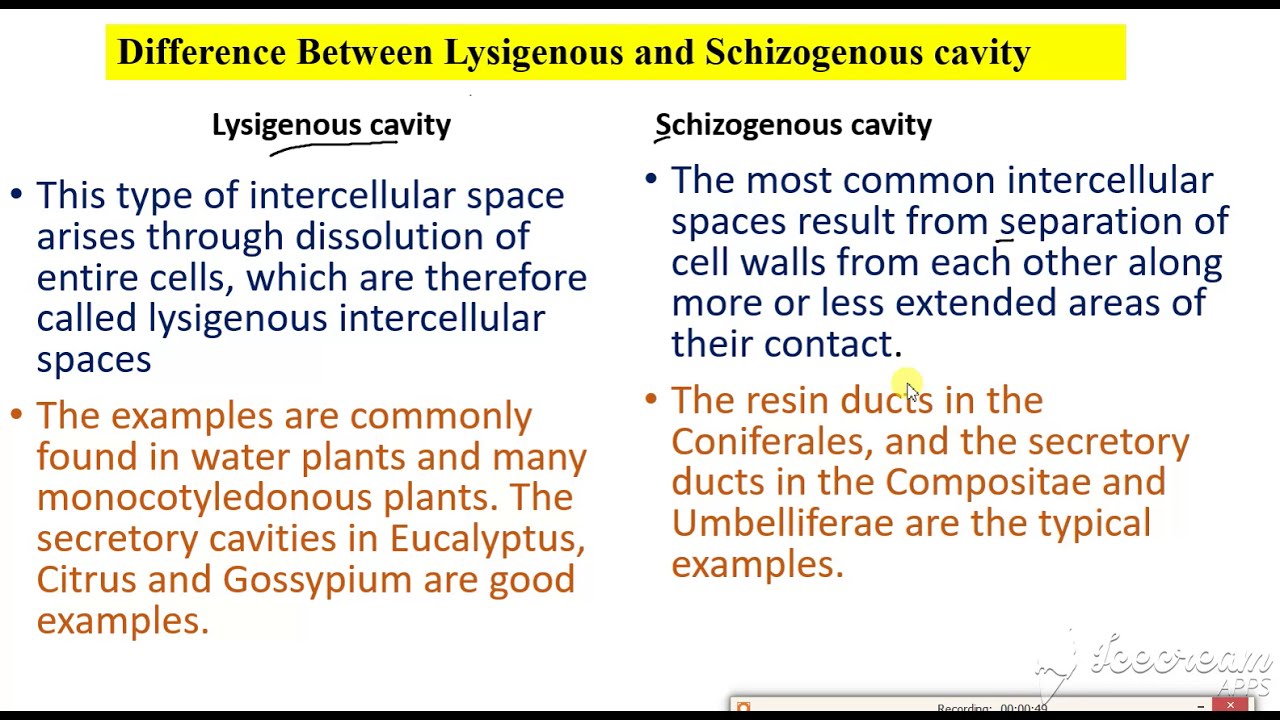 Lysigenous vs schizogenous cavity - YouTube