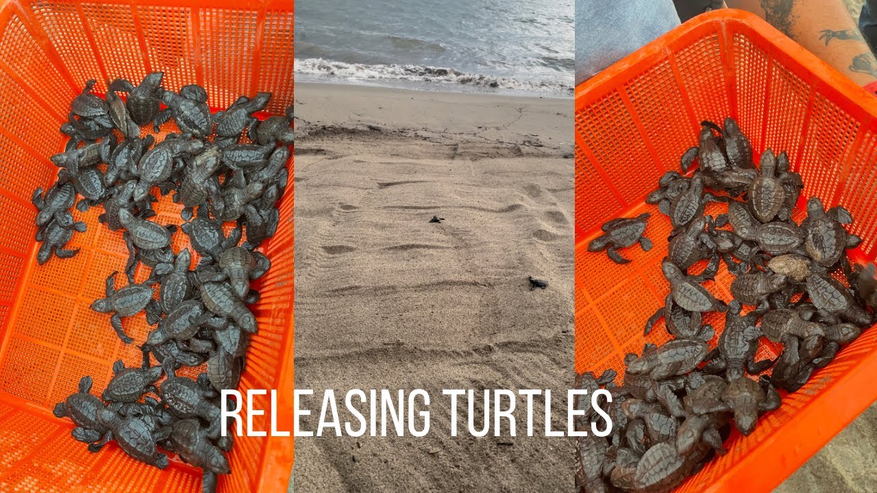 RELEASING BABY TURTLES INTO THE OCEAN| PUERTO VALLARTA MEXICO - YouTube