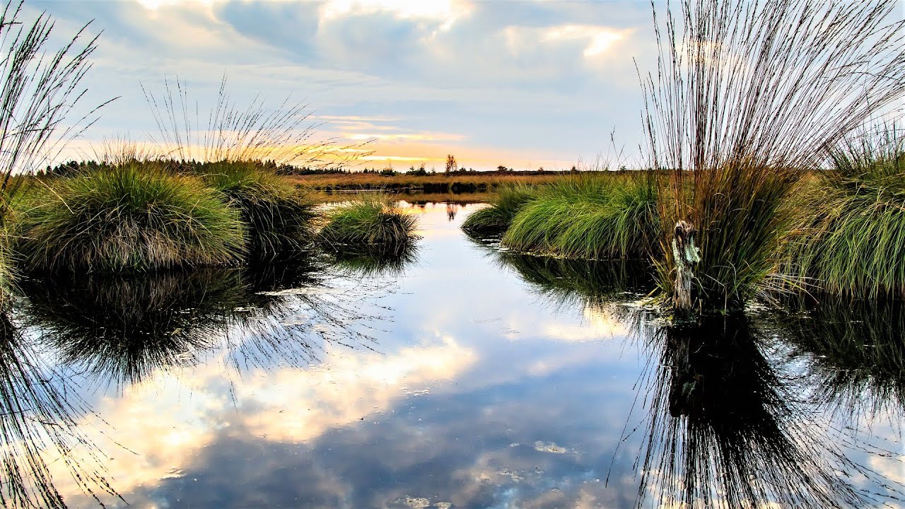 The Beauty of Nature - Wondrous Wetlands - YouTube