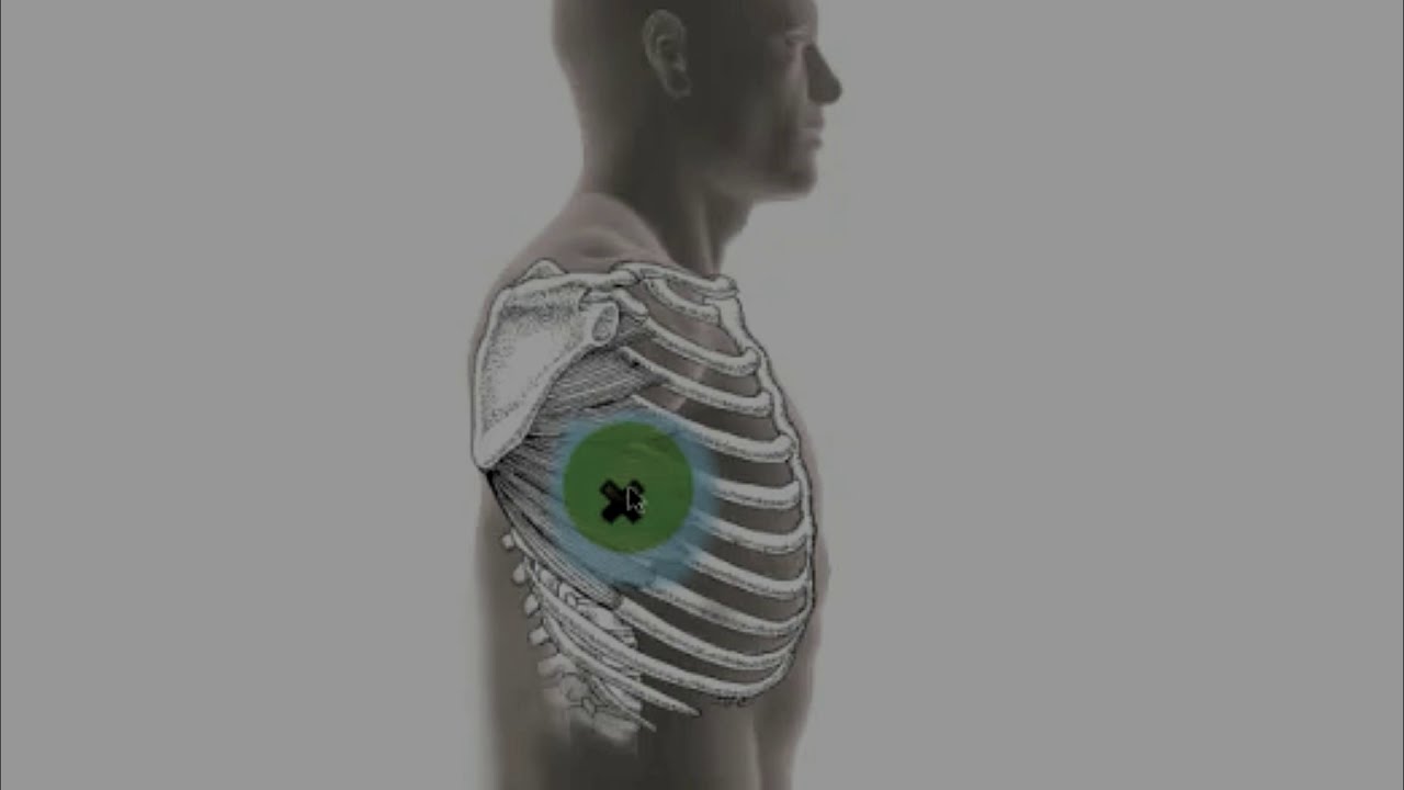 Trigger Point Anatomy Serratus Anterior Muscle Youtube