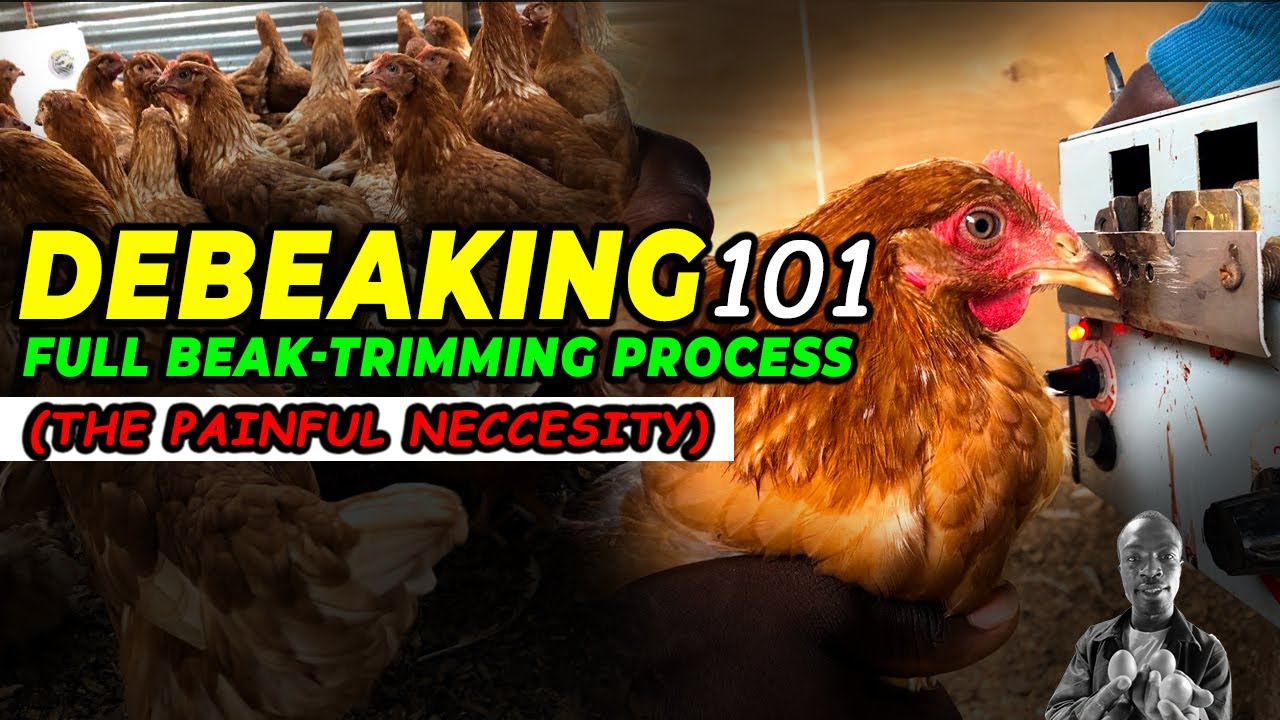 DEBEAKING 101: The Ultimate Guide to Beak-Trimming for Poultry Farmers ...