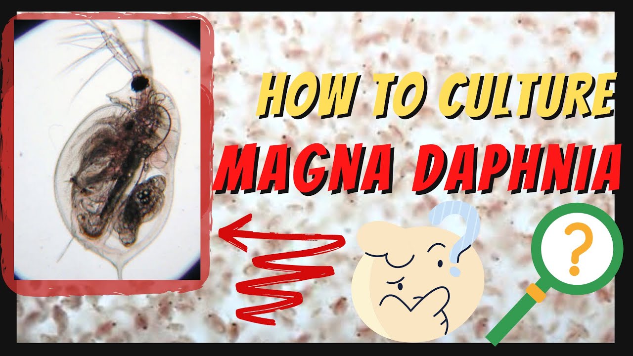 HOW TO CULTURE MAGNA DAPHNIA!!! | DC Aquatics Vlog #42 - YouTube