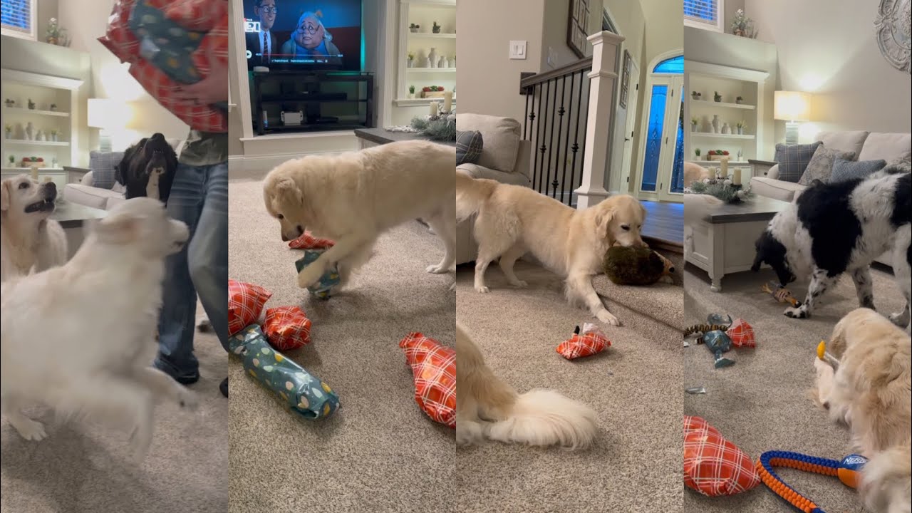 Dogs Open Christmas Presents - YouTube