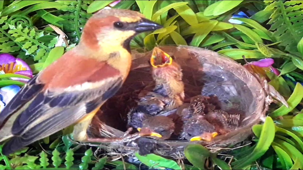 bird house-sparrow birds for children to eat locusts - YouTube