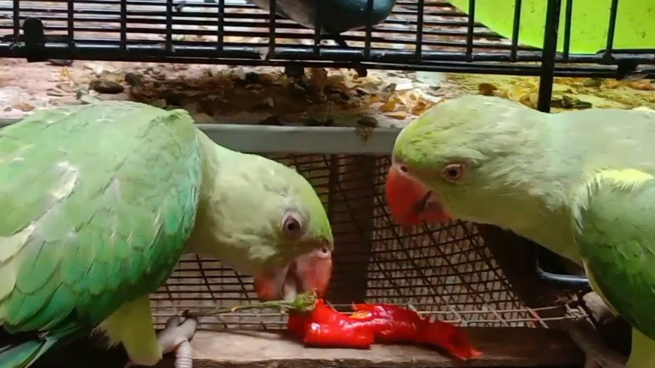 Parrot eat red chilli | parrot food | chilli benefits for parrot ...