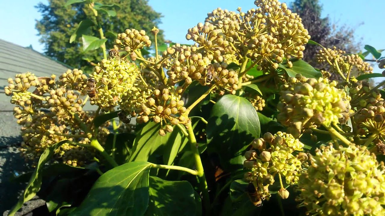 Hedera helix 'Arborescens' in bloei - YouTube