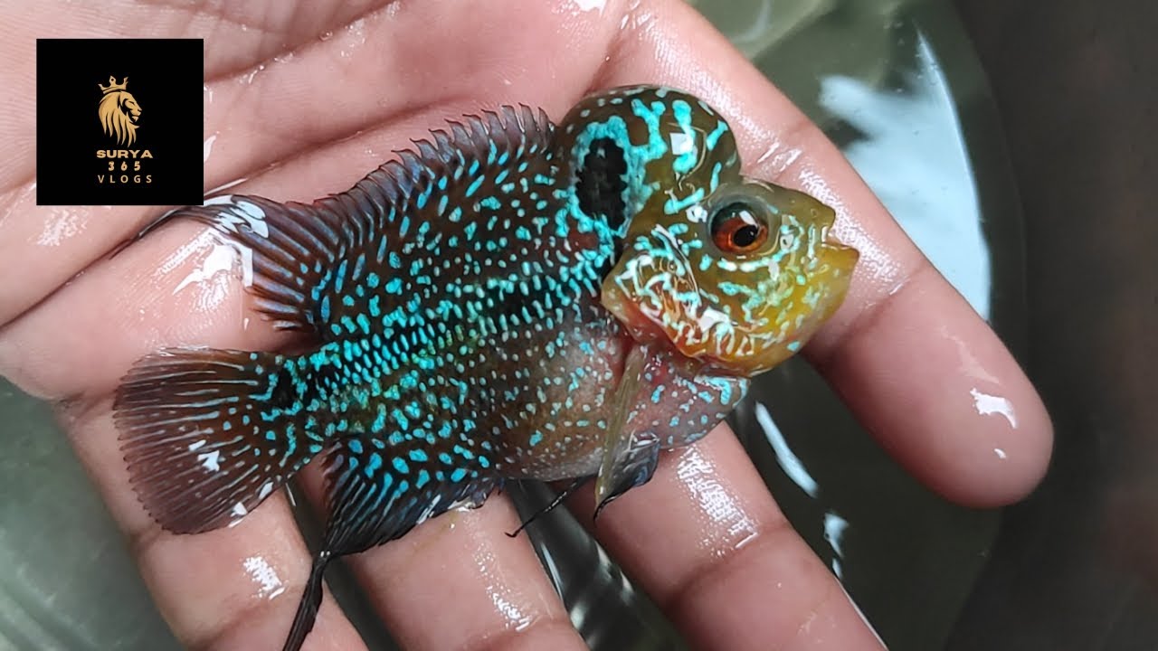 Best Flowerhorn Fish Farm in Kolkata Kolkata Flowerhorn Shop Best ...