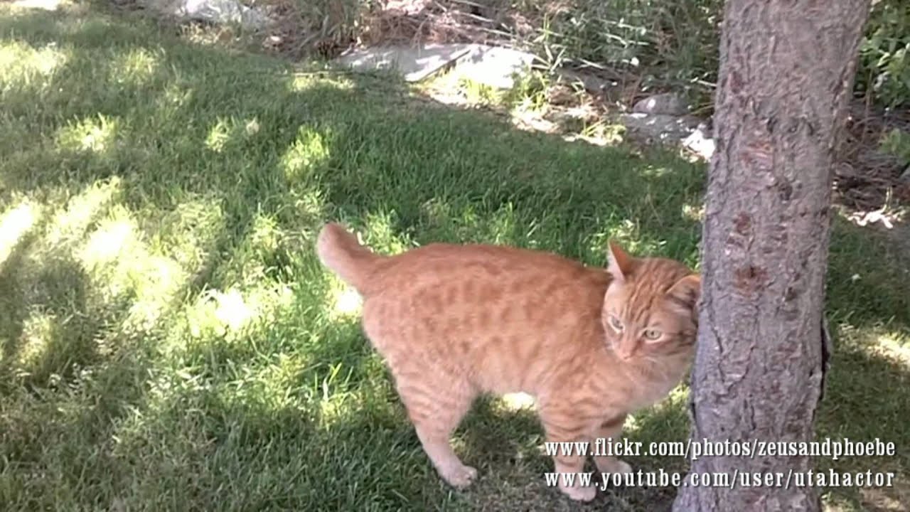 Slow Motion Ninja Cat Attack in 1080P HD - YouTube