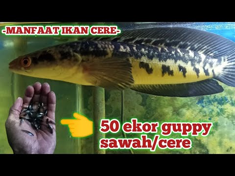 MANFAAT IKAN CERE UNTUK CHANNA YELLOW SENTARUM @bosbosqu5668 - YouTube