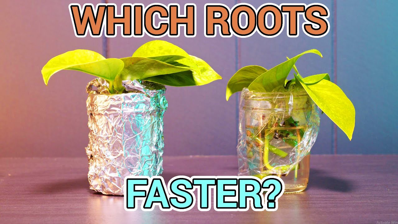 Do ROOTS Grow Better In The DARK? ( Techplant Propagation Experiment ...
