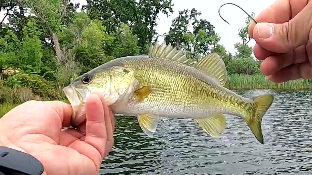 Ziz Craw - In action - YouTube