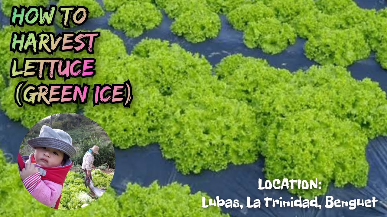 HOW TO HARVEST LETTUCE (GREEN ICE)| Lubas, La Trinidad, Benguet - YouTube