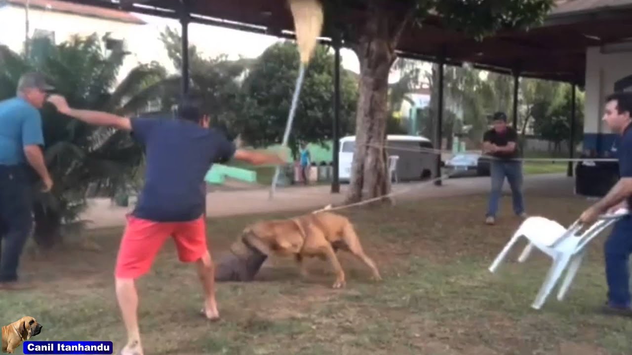 Fila Brasileiro, temperamento Cipó do Itanhandu - CAFIB - YouTube