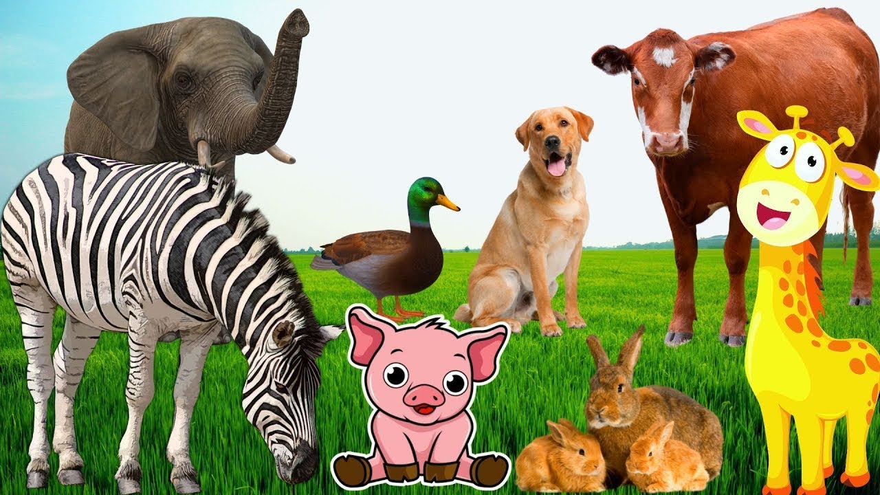 Beautiful animal life - Horse, cow, dog, duck, elephant - Animal ...