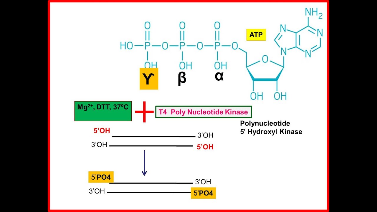 Poly Nucleotide Kinase: Phosphorylation of (DNA or RNA)Nucleic Acids ...