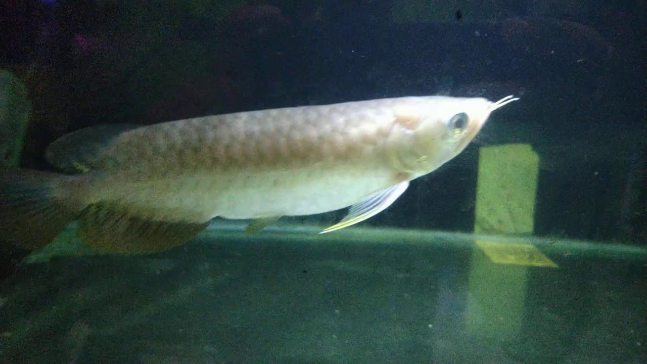 Si gesit red banjar metallic - YouTube