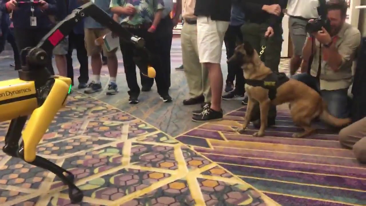 Boston Dynamics Spot Mini - YouTube