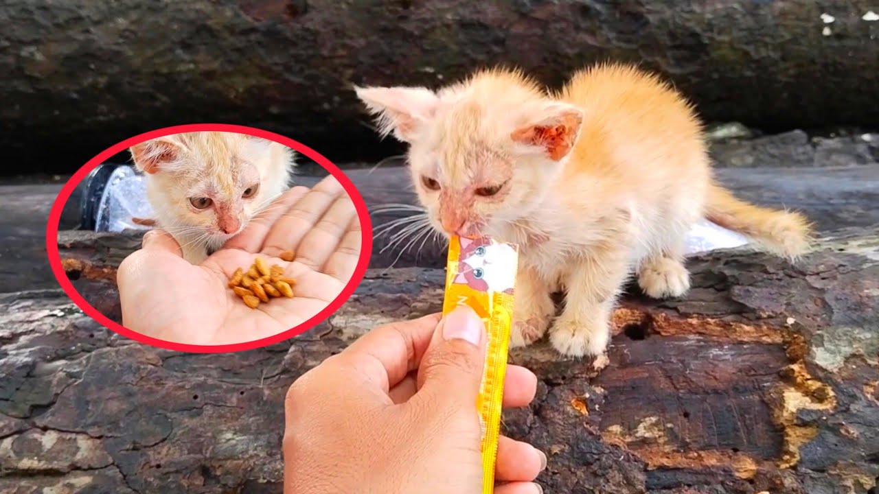 So heartbreaking — a poor stray kitten is begging for food from a kind ...