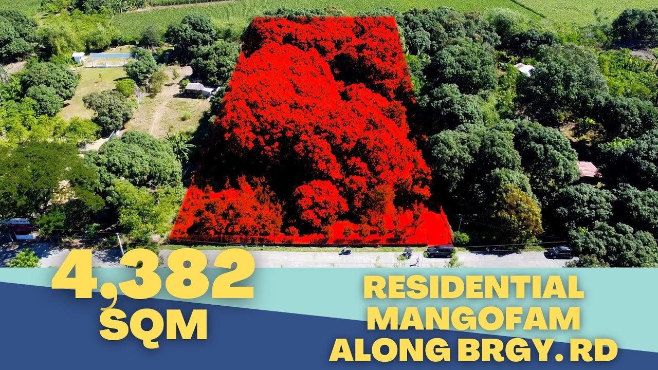 (V#121) 4,382 Residential Mango farm (Price : 4M) @Anao, Tarlac With ...