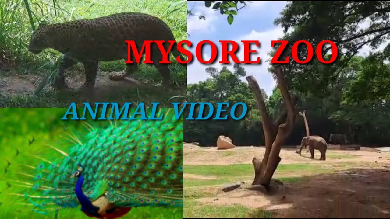 Mysure Zoo Animal Video|Indias largest zoo |Karnataka - YouTube