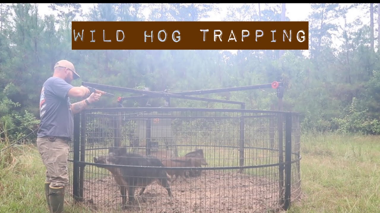 WILD HOG TRAPPING 🐗🐗🐗 Back In Action! - YouTube
