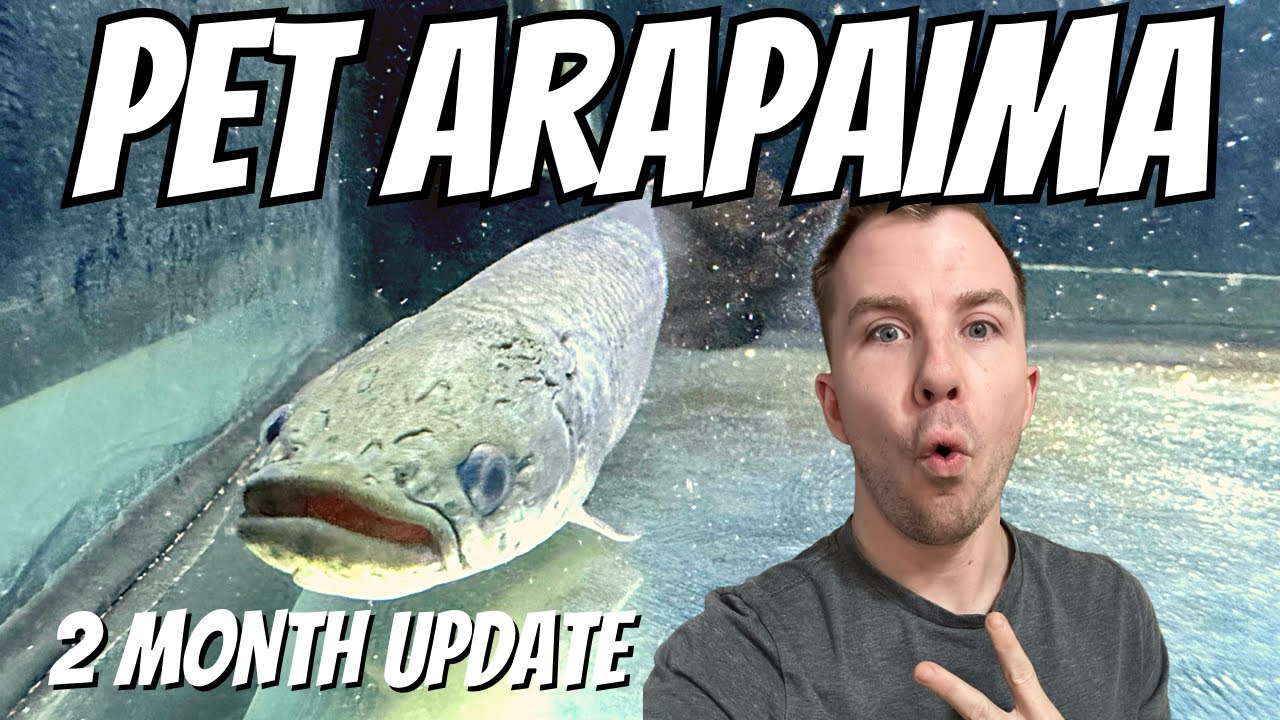 My PET ARAPAIMA | 2 MONTH UPDATE |Feeding and Measurements! - YouTube