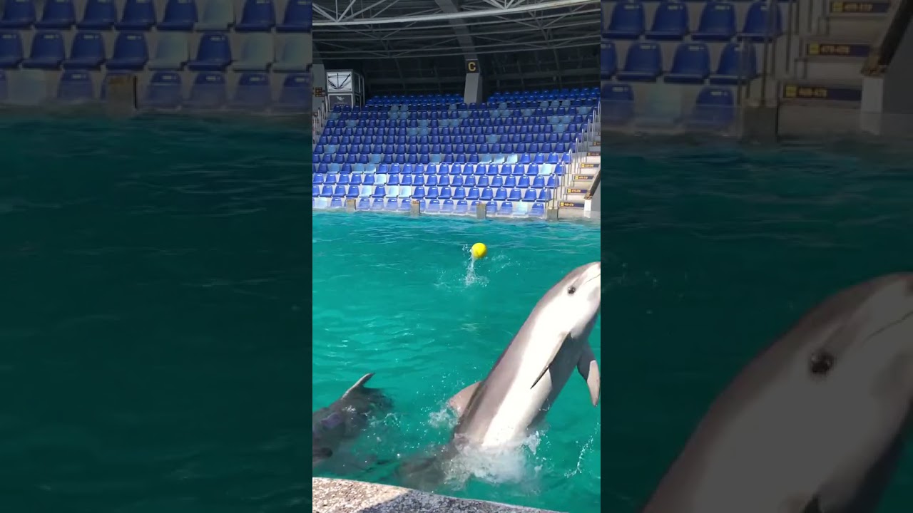 dolphins plays volleyball in the pool #shorts #animals #dolphin - YouTube