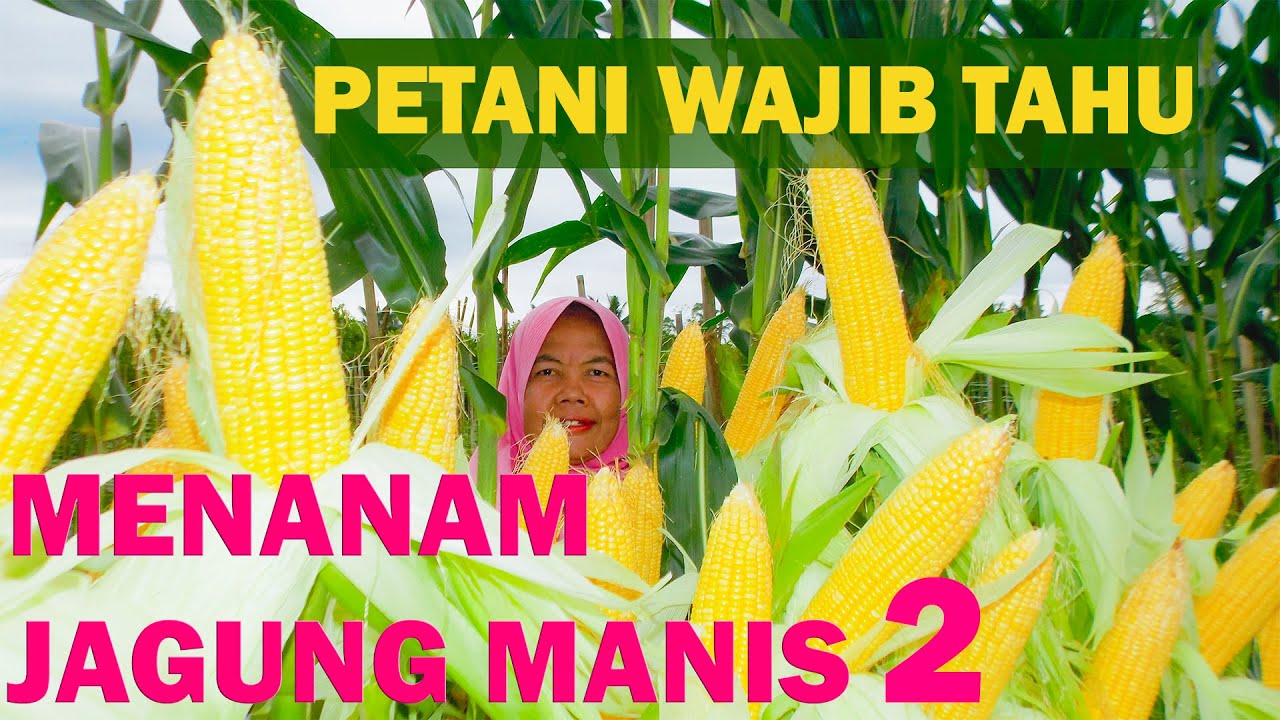 Cara Menanam Jagung Manis Agar Berbuah Besar Dan Berat Youtube