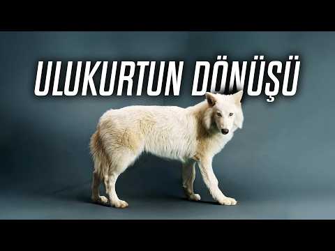Bilim insanları 12000 yıl sonra antik DNA ile ULUKURTLARI geri mi getirdi?