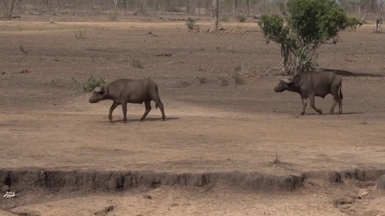 The lion failed to catch the brave buffaloes - YouTube