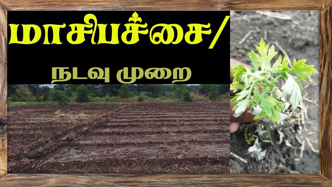 Masi patchai Planting Methods in Tamil ||• F2D garden || Plant From ...