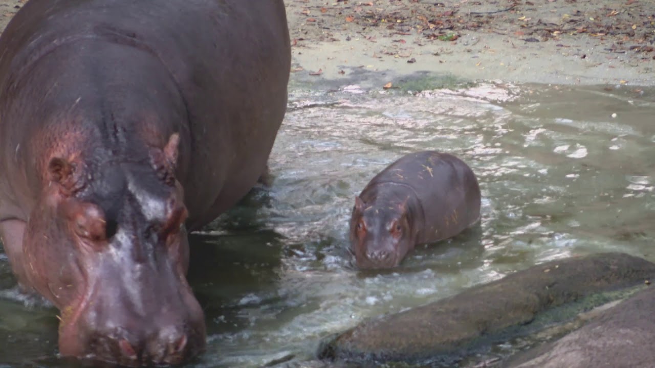 WDW: Disney's Animal Kingdom - Baby Hippo - Augustus (Disney Video ...