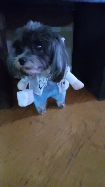 Doctor Bobo Slays Under Aquarium #aquarium #tinydancer - YouTube