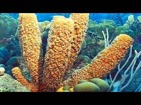 Phylum Porifera Example Trick|Trick to learn Phylum Porifera Examples ...