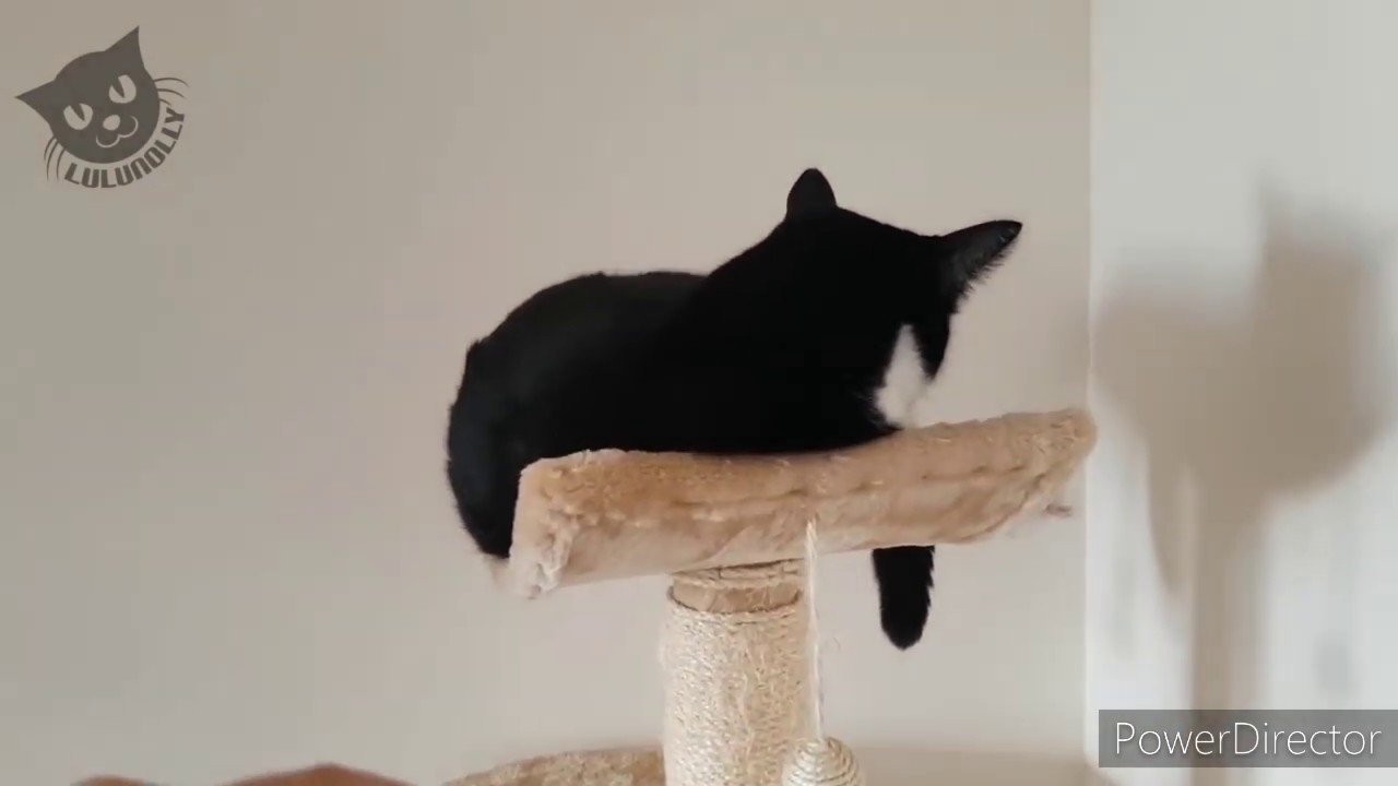 Amazing funny scared cats videos - YouTube